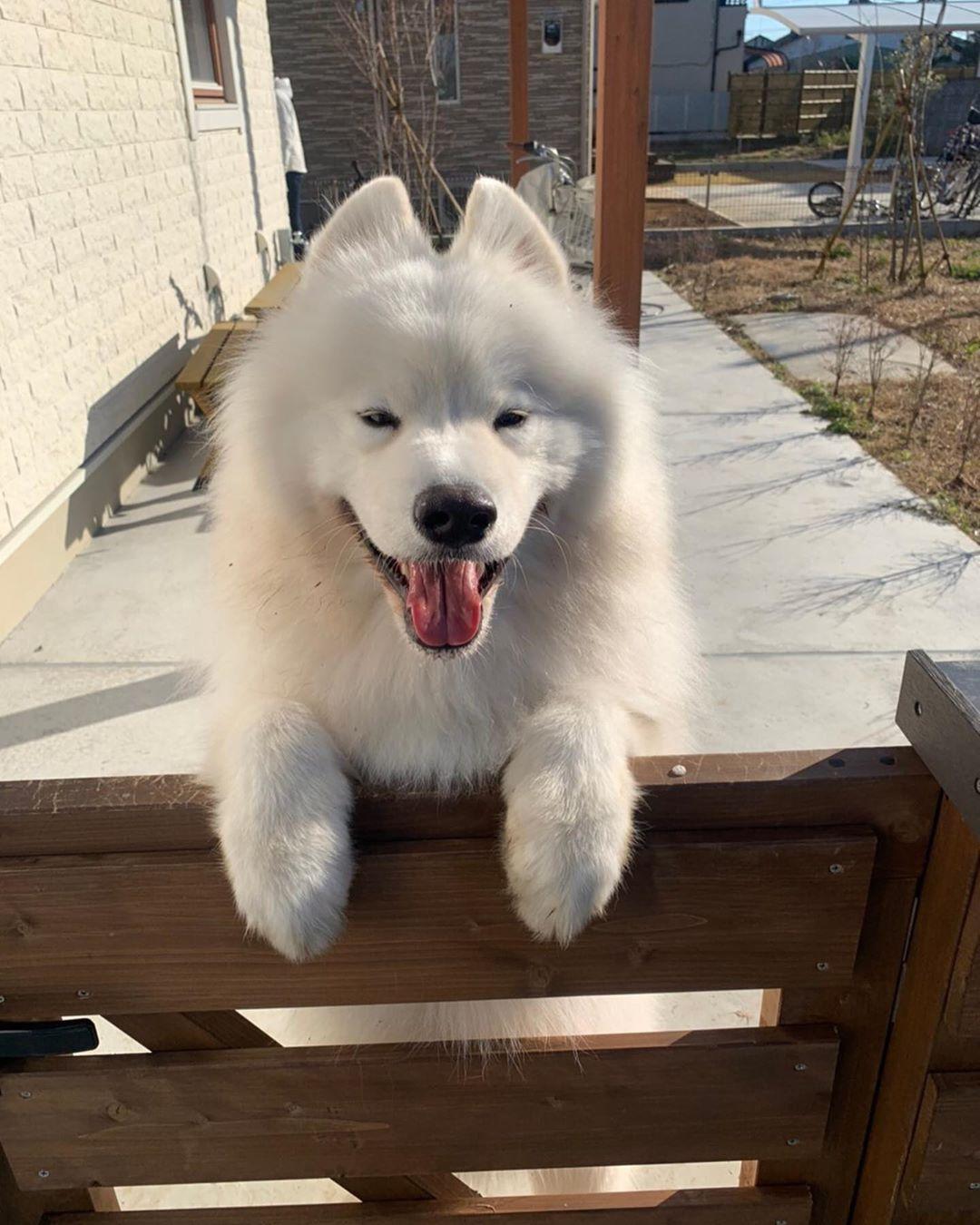 最萌歪頭殺薩摩耶犬連歪頭5下還露出超犯規笑容 網融化我可以看100次 玩咖Playing 自由電子報