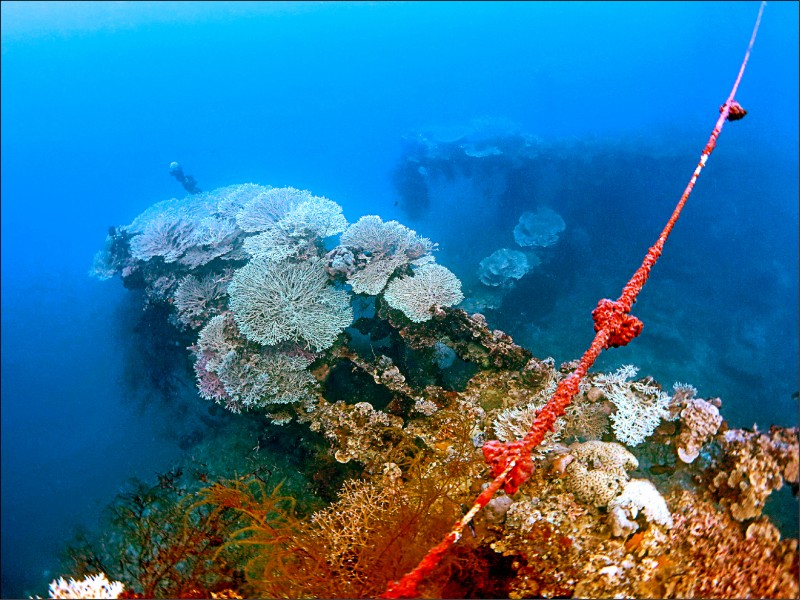 【吃遊聯盟】〈影像行旅〉潛往上帝的水族箱─帛琉 - 自由藝文網