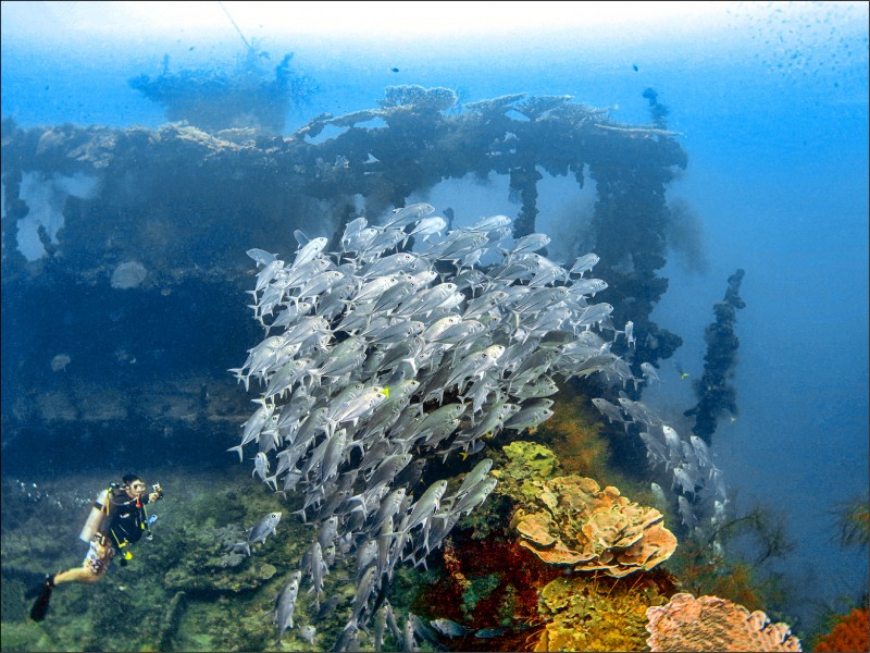 【吃遊聯盟】〈影像行旅〉潛往上帝的水族箱─帛琉 - 自由藝文網