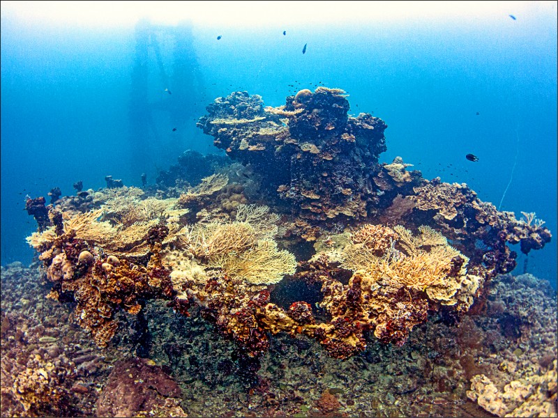 【吃遊聯盟】〈影像行旅〉潛往上帝的水族箱─帛琉 - 自由藝文網