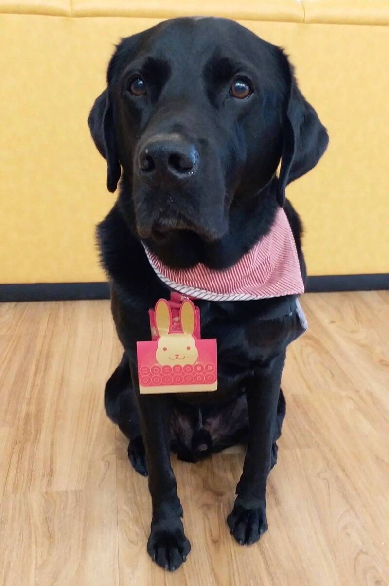 行動小太陽！導盲犬變身輔助治療犬 撫慰病友超暖心 - 自由健康網