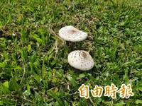 小心「毒菇狀元」！豪雨連炸市區冒香菇 高市府：別採食