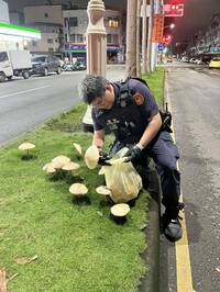「菇」掰了！分隔島「長菇」引朝聖 警方連夜摘光光