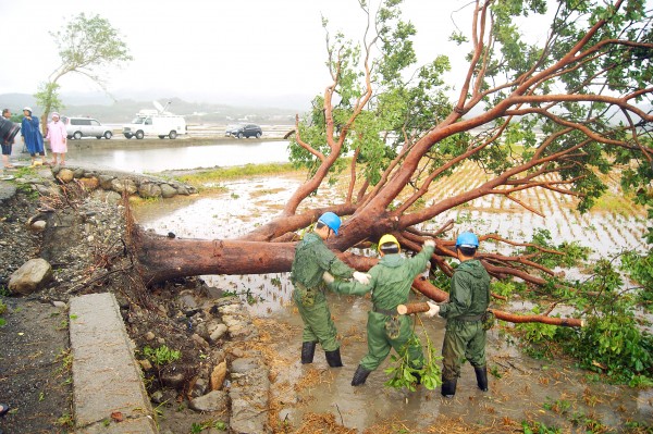 《TAIPEI TIMES 焦點》 Typhoon uproots famous tree - 焦點 - 自由時報電子報