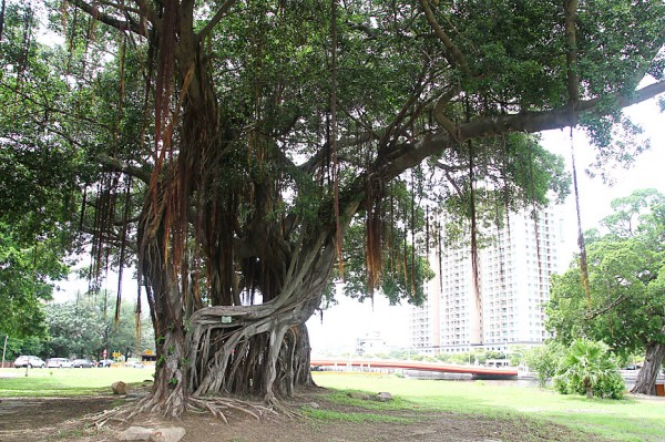 《TAIPEI TIMES 焦點》 Tracing the roots of ‘celebrity’ trees - 焦點 - 自由時報電子報