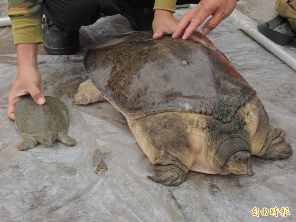 鱉神來著！民眾捕獲野生大鱉 重達26台斤 - 生活 - 自由時報電子報