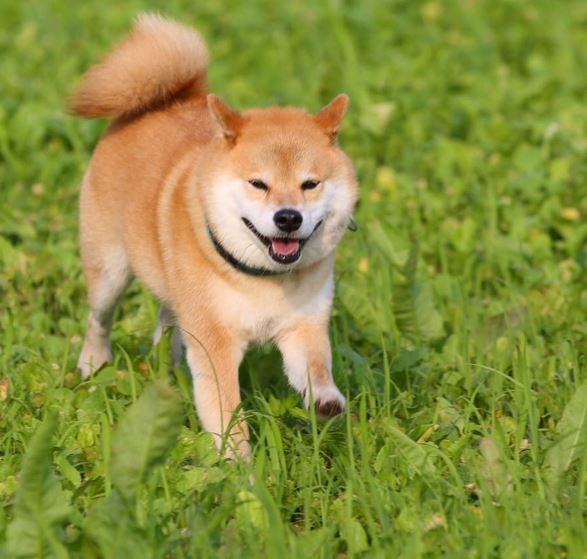 超萌日本明星柴犬 攜百萬人氣當名模 - 國際 - 自由時報電子報
