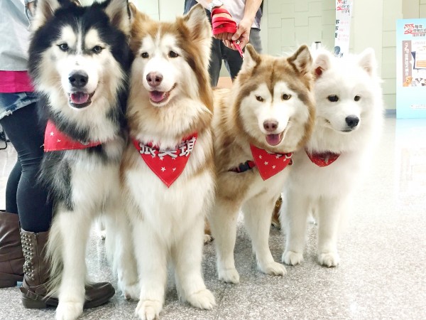 《TAIPEI TIMES 焦點》 COA launches campaign to promote rabies vaccination ...