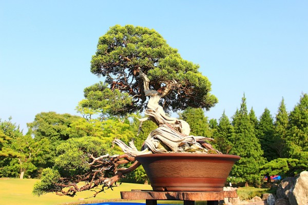《TAIPEI TIMES》 Bonsai exhibition opens in Changhua - 焦點 - 自由時報電子報