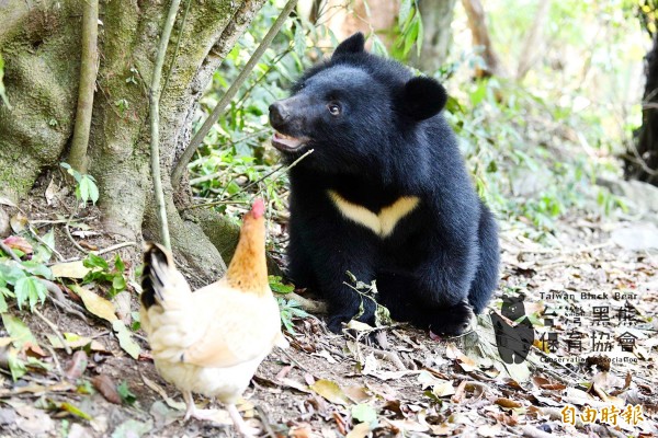 《TAIPEI TIMES》 Black bear cub to return to wild - 焦點 - 自由時報電子報