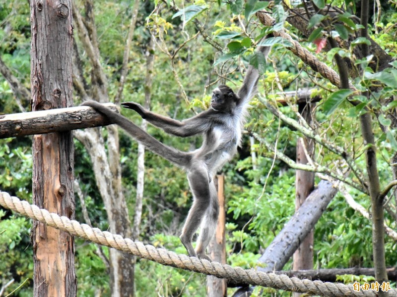 動物尾巴的秘密…梅花鹿「警報器」、猴子「第五隻腳」 - 生活 - 自由時報電子報