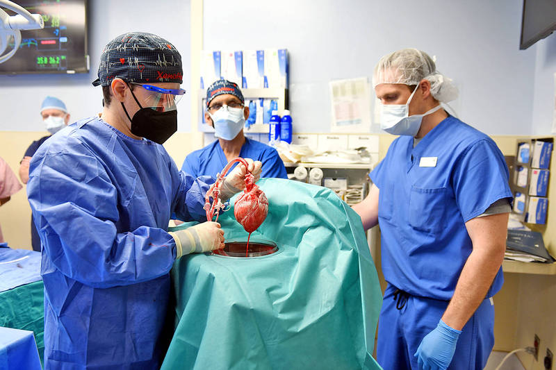 《TAIPEI TIMES》 US man has ‘breakthrough’ pig heart transplant - 焦點 - 自由 ...