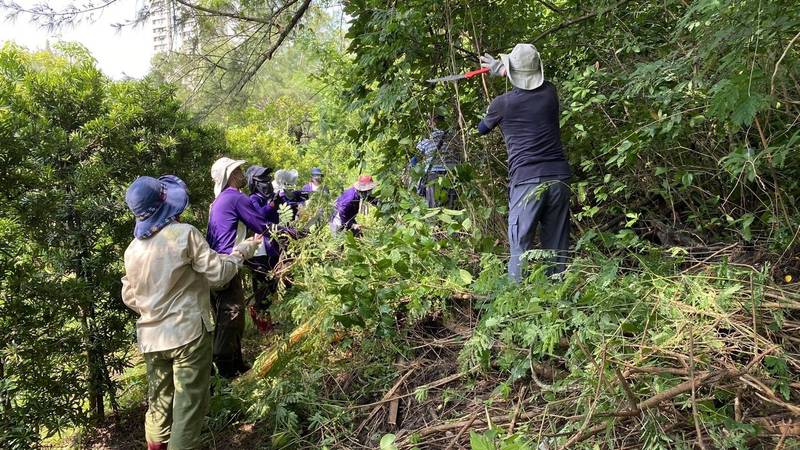 高市農業局編列50萬 今年要移除外來植物殺手20公頃 - 生活 - 自由時報電子報