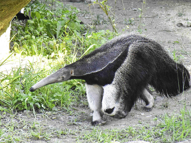 《TAIPEI TIMES》Giraffe and giant anteater die at Taipei Zoo - 焦點 - 自由時報電子報
