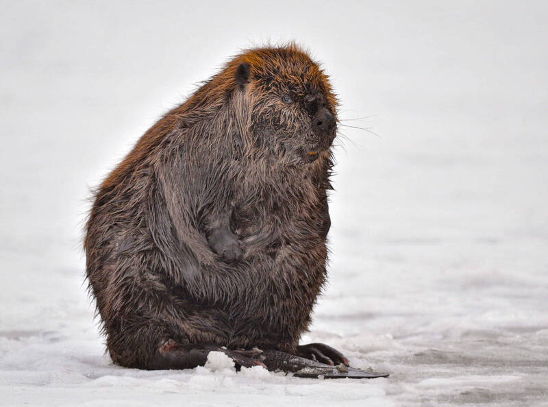 雪地有「毛茸茸棕色球體」竟是加拿大國寶 - 國際 - 自由時報電子報