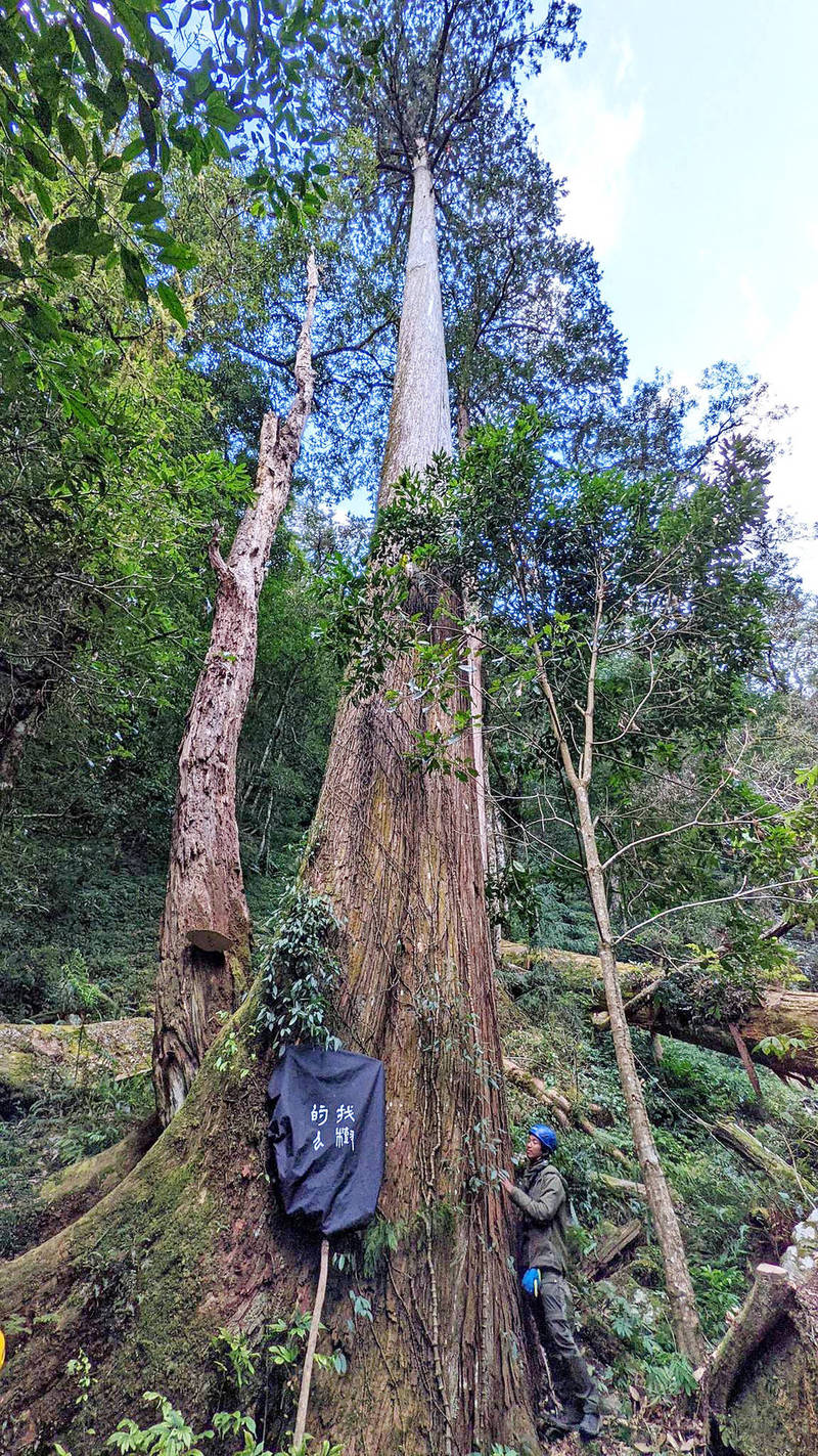 《TAIPEI TIMES》 Taiwan’s tallest tree found - 焦點 - 自由時報電子報