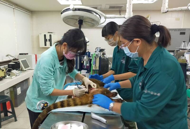 壽山長鼻浣熊之死惹議！藍嗆市府只顧門面 綠批抹黑極度無恥 - 高雄市 - 自由時報電子報