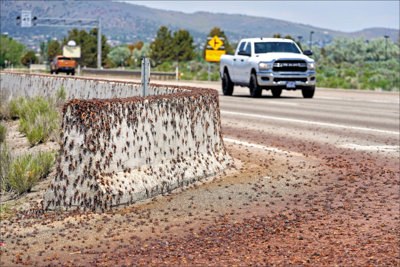 中英對照讀新聞》Blood-red crickets invade Nevada town, residents fight back ...
