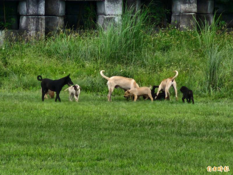 《TAIPEI TIMES》Targeted stray dog relocations to begin - 焦點 - 自由時報電子報