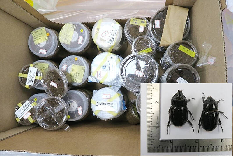 《TAIPEI TIMES》Traveler detained for alleged insect smuggling - 焦點 - 自由時報電子報
