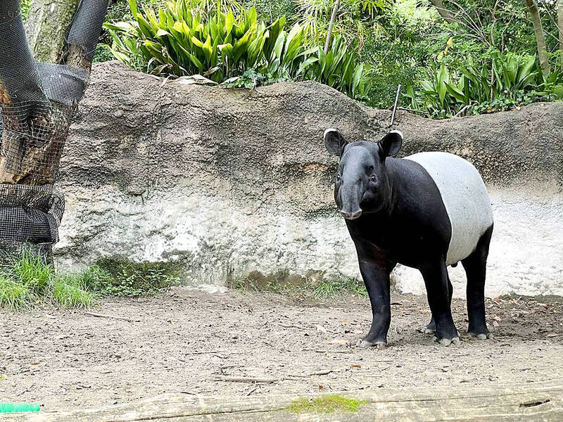 《TAIPEI TIMES》Malayan Tapir died due heat stress issues: autopsy - 焦點 ...