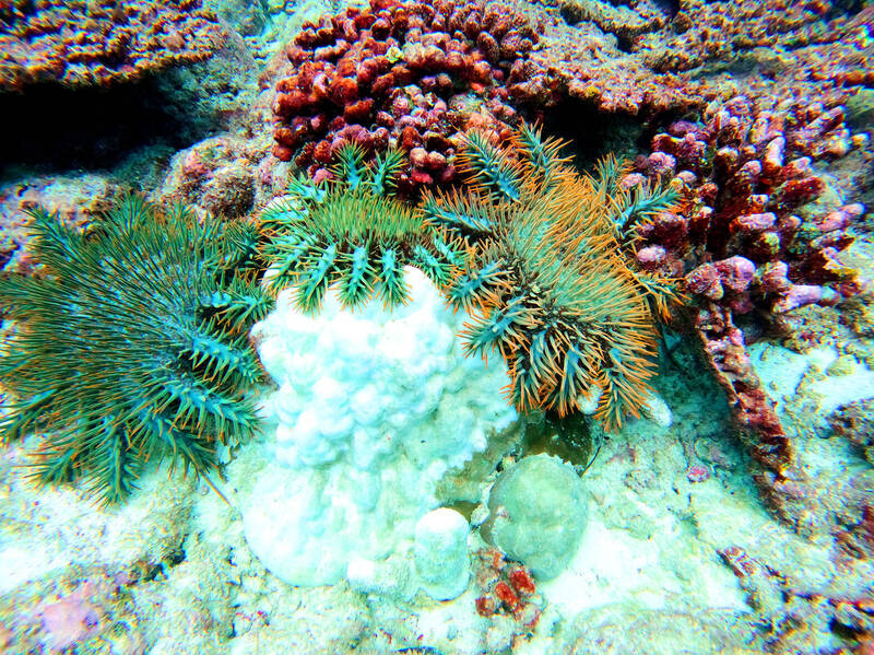 《TAIPEI TIMES》Explosion in starfish threatens coral reefs near Pratas ...
