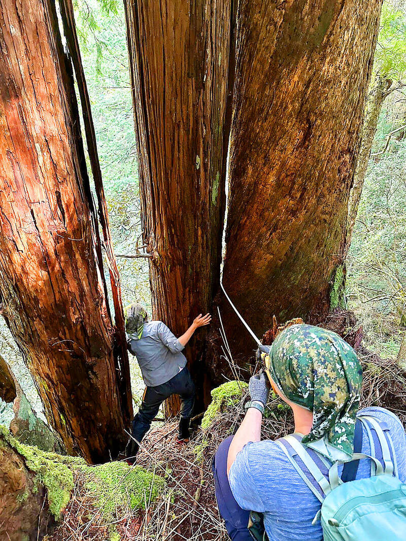 《TAIPEI TIMES》 Mount Tao’s trees most carbon dense in world: study - 焦點 ...