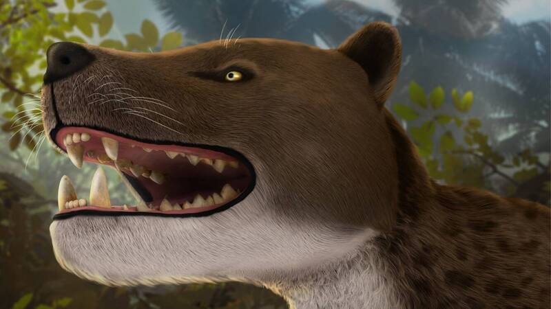 3000萬年前的「森林之王」！埃及出土罕見肉食獸完整頭骨 - 國際 - 自由時報電子報