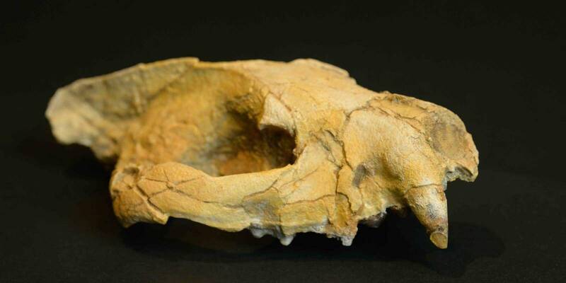 地球考古與物種演化史 - 財經產業區 - 馬龍占星論壇 - Powered by Discuz!