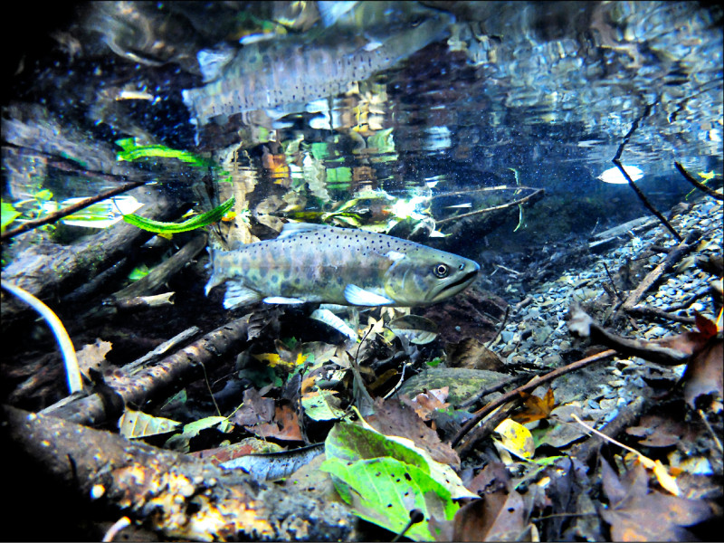 Hehuan Creek better supports Formosan salmon recovery | News Minimalist