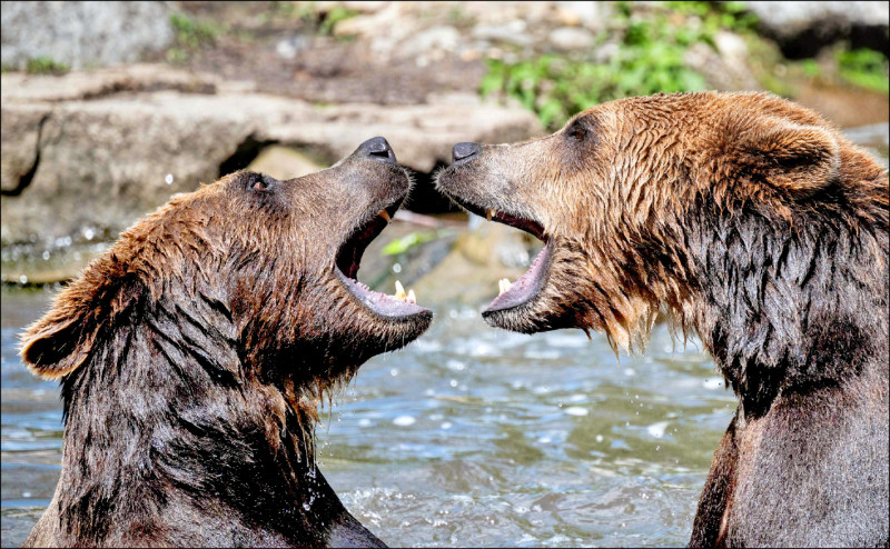 中英對照讀新聞》Slovakia approves sale of brown bear meat to public斯洛伐克批准向民眾出售 ...