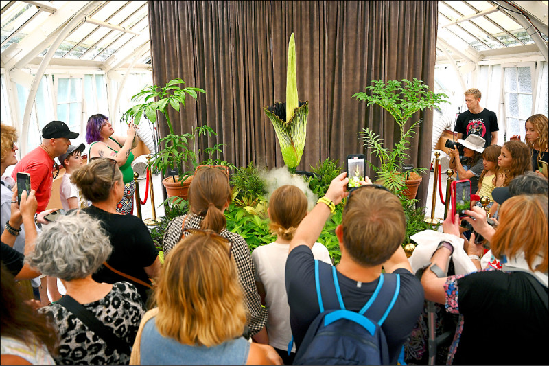 中英對照讀新聞》Corpse flower: Plant with ’deadly’ stench pulls huge crowds for ...