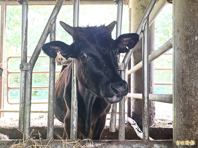 《TAIPEI TIMES》Local cattle breed debuts in Hualien - 焦點 - 自由時報電子報