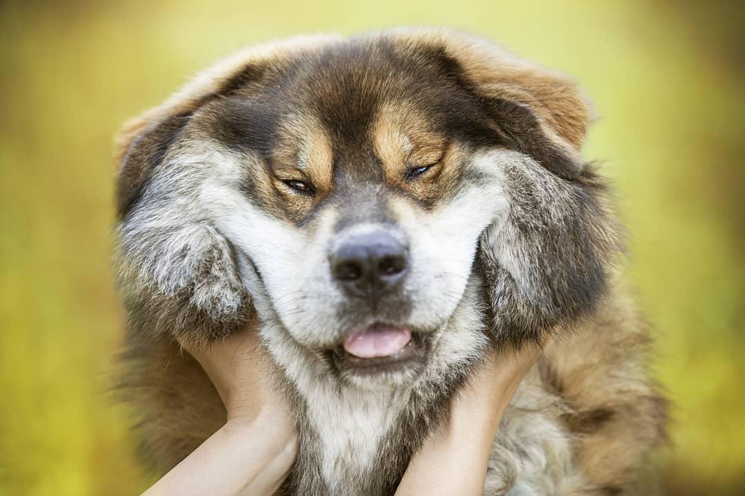飼主挑戰猛犬底線 藏獒這反應令人吃驚！ - 玩咖Playing - 自由電子報