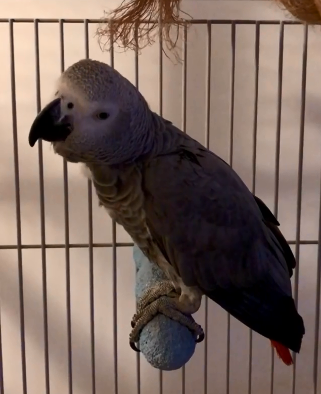 鸚鵡逢人熱情問候姓名！網笑：是怕遇到匿名共諜？ - 玩咖Playing - 自由電子報