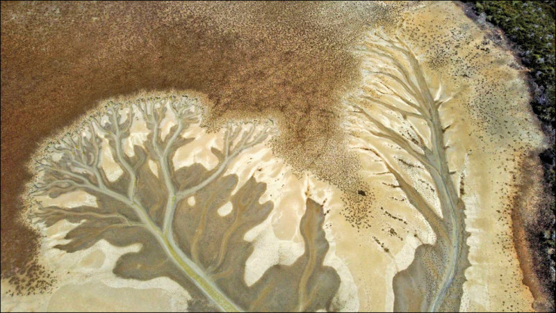 自由共和國》曾進發／澳洲生命之樹 - 自由評論網